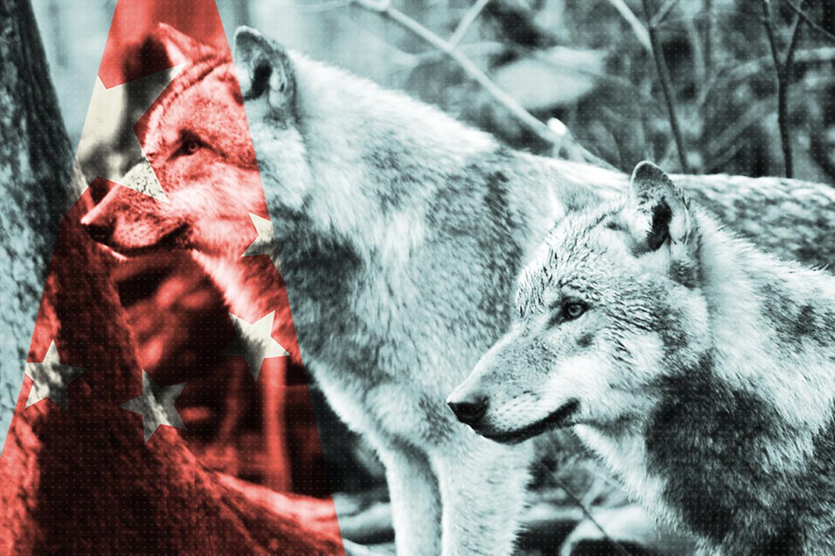 “Mad Dogs” and Wolves: A History - China Media Project